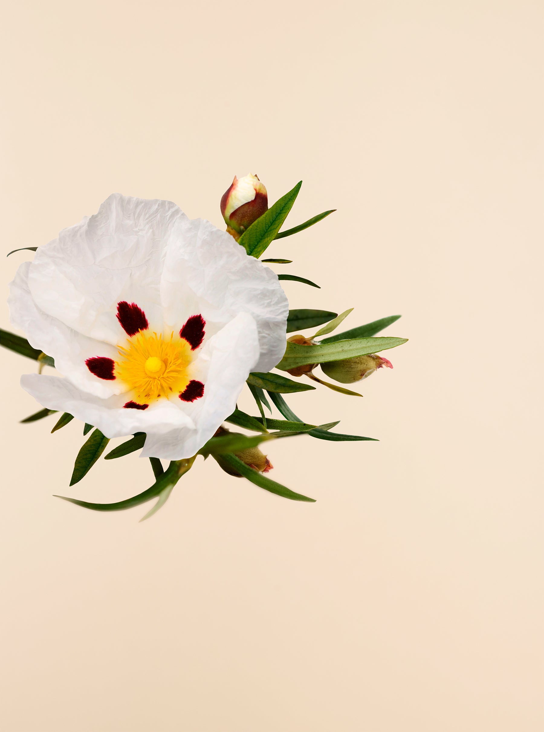 Labdanum Leaf Oil – Zelens USA