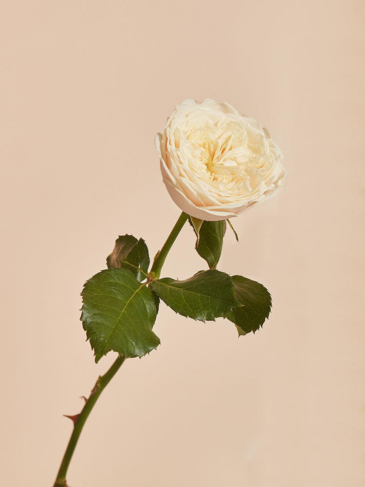 Provence Rose Flower Oil – Zelens